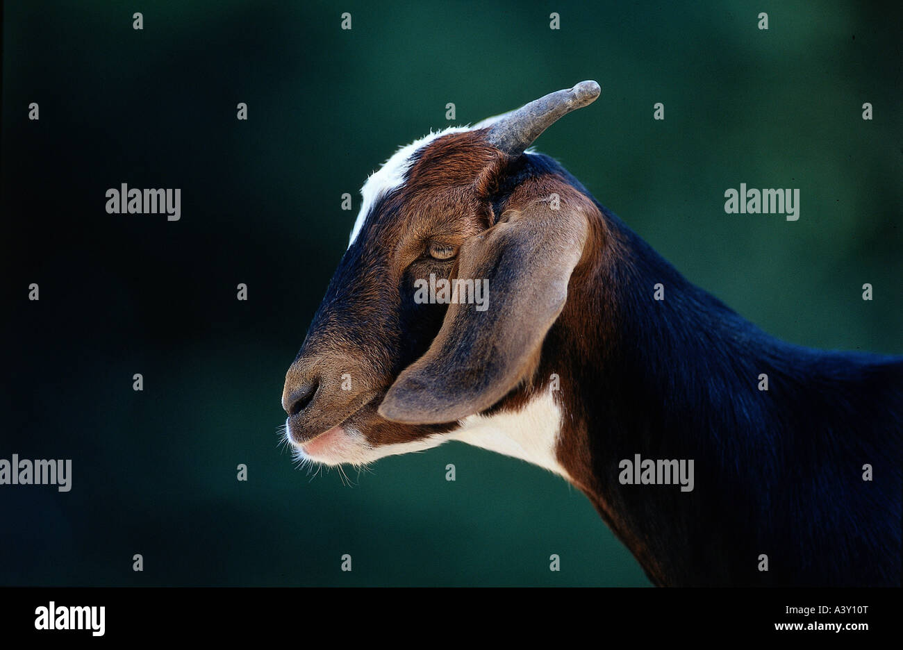 zoology / animals, mammal / mammalian, goats, head of goat, animal ...