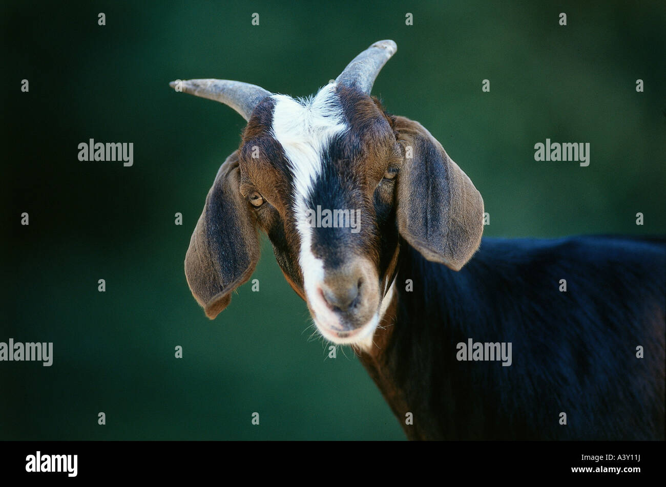 zoology / animals, mammal / mammalian, goats, head of goat, animal ...