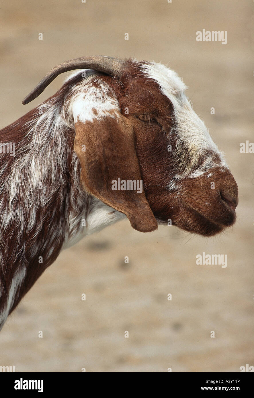 zoology / animals, mammal / mammalian, goats, Ovambo goat, head of goat ...