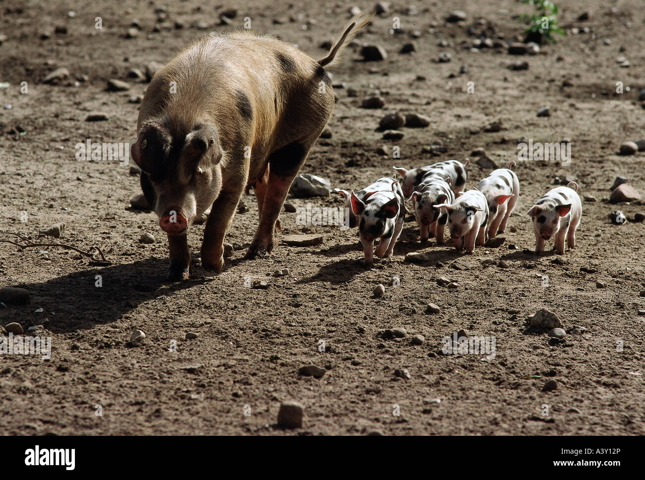 zoology / animals, mammal / mammalian, pigs, Turopolje pig, sow with ...