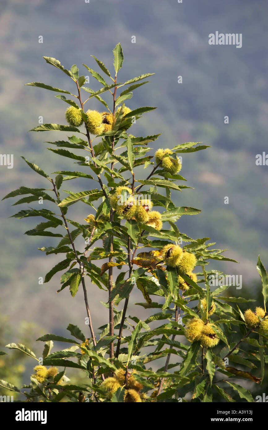 Spanish chestnut, sweet chestnut (Castanea sativa), mature fruits at ...