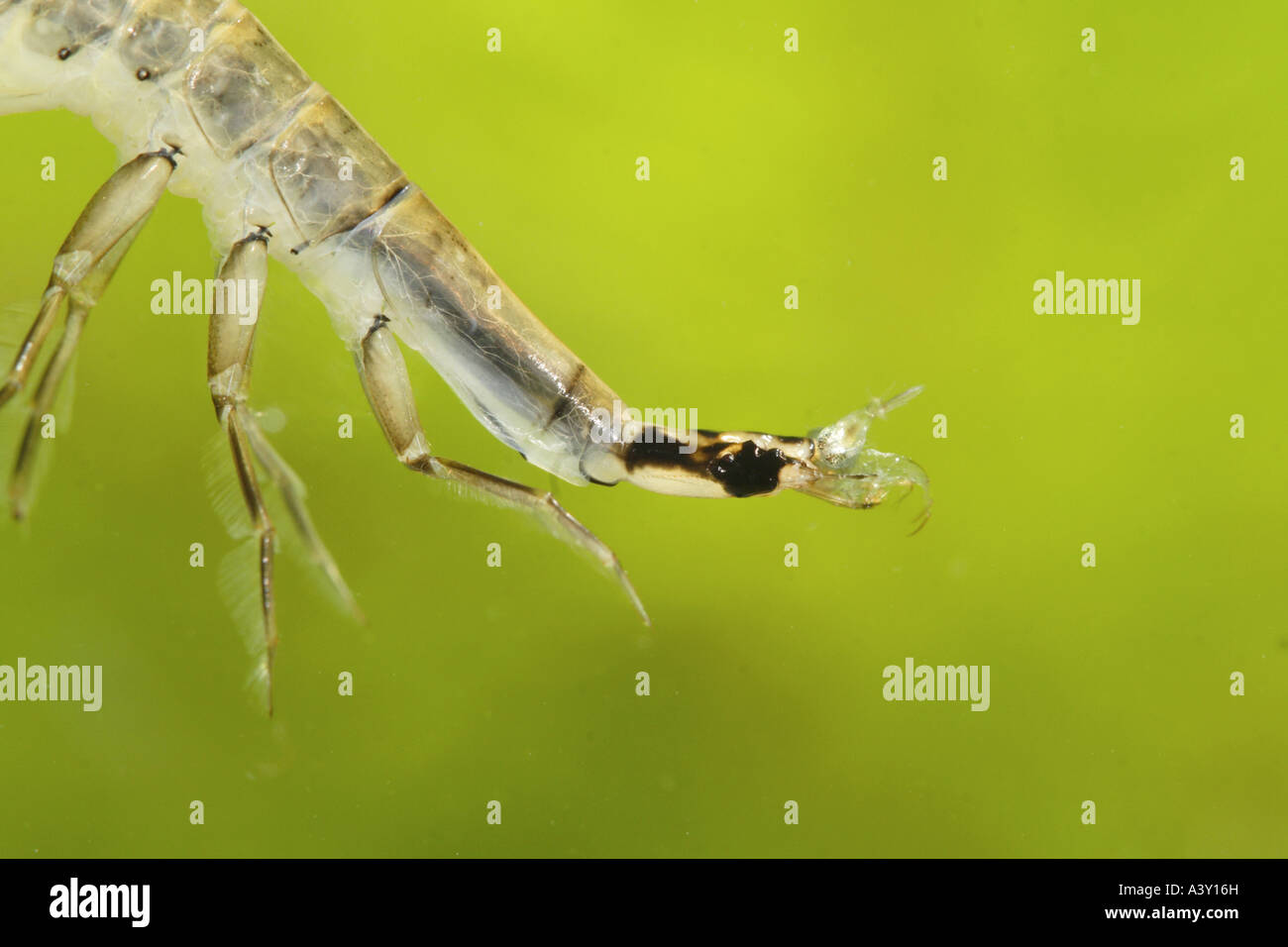 Common Pond Beetle Acilius High Resolution Stock Photography and Images ...