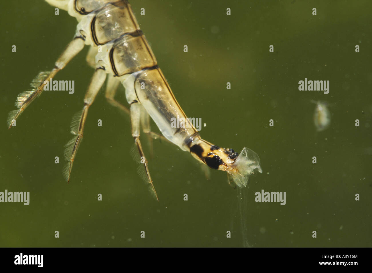 pond beetle, common pond beetle (Acilius sulcatus), larvae feeding on ...