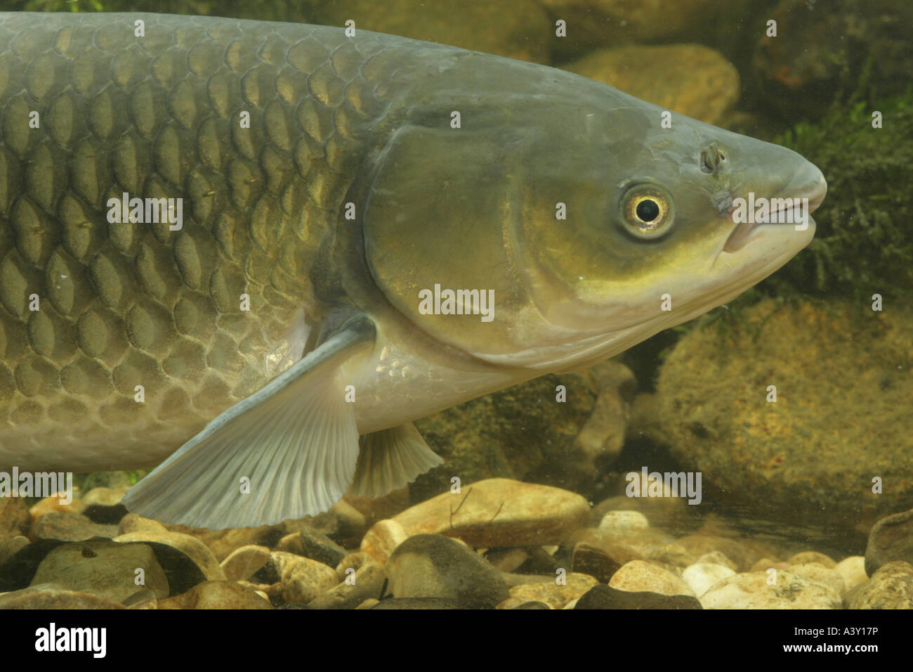 grass carp (Ctenopharyngodon idella), 70 cm long, portrait Stock Photo ...