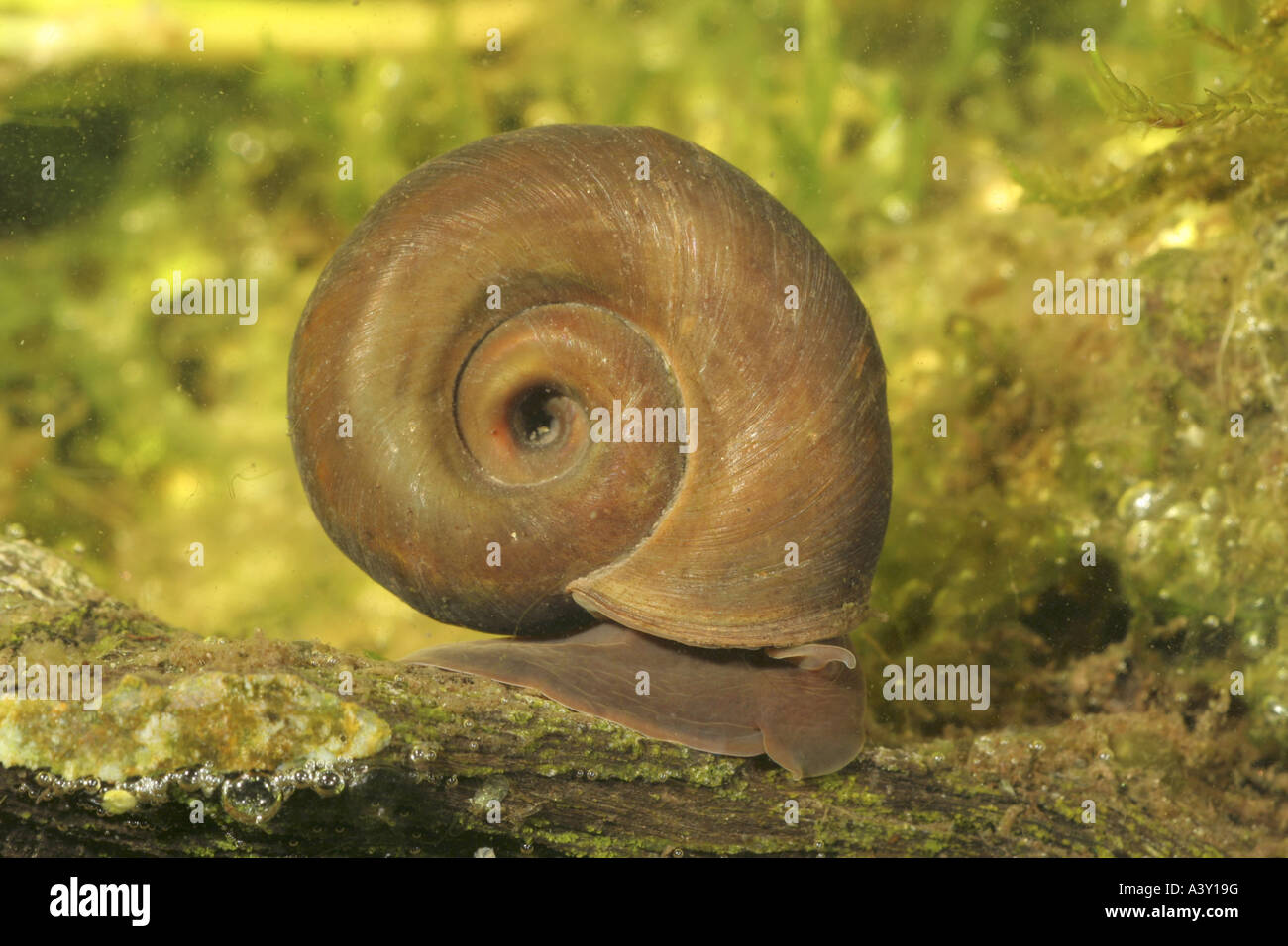 horn-colored ram's horn, great ramshorn (trumpet shell) (Planorbarius ...