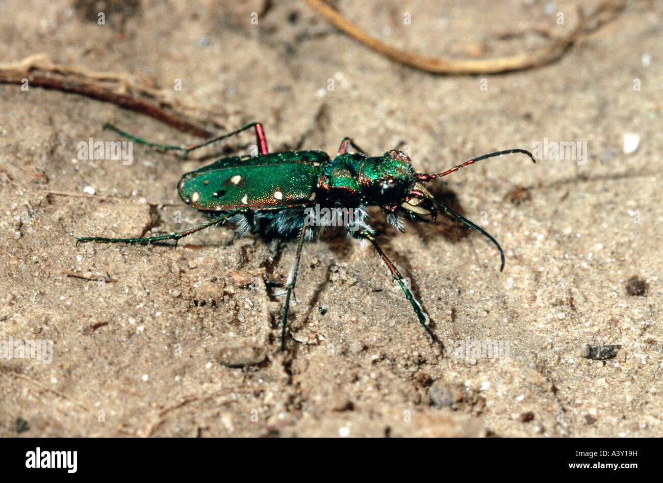 zoology / animals, insect, beetles, Green Tiger Beetle (Cicindela ...