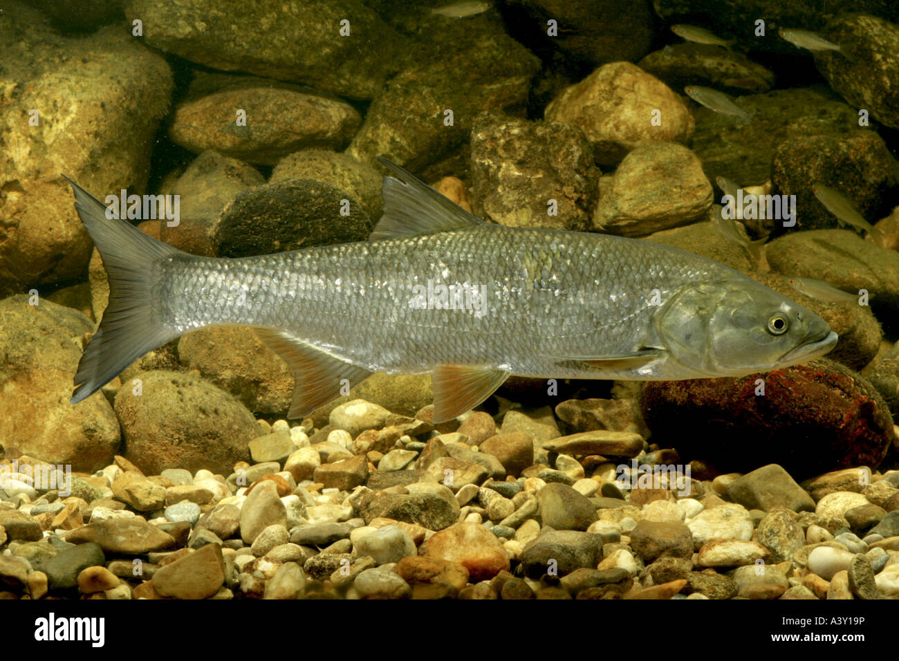 Asp Aspius Aspius Stock Photos & Asp Aspius Aspius Stock Images - Alamy