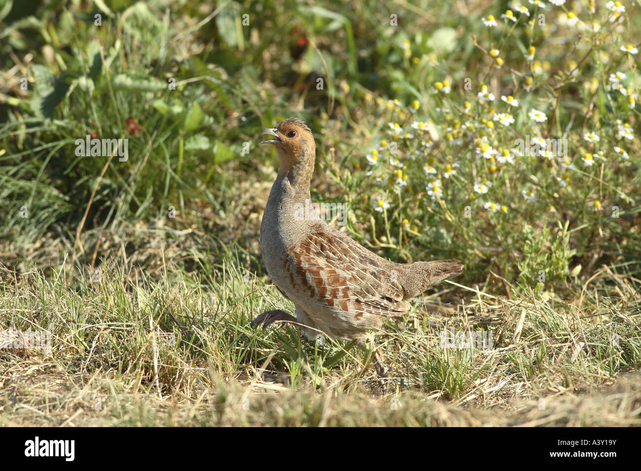 Perdix perdix summer hi-res stock photography and images - Alamy