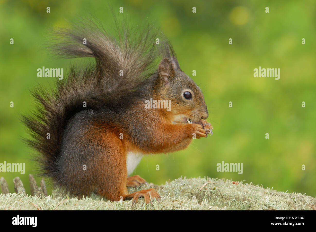 European red squirrel, Eurasian red squirrel (Sciurus vulgaris), on ...