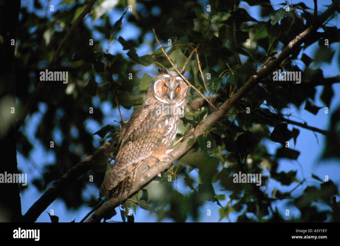 zoology / animals, avian / bird, Long-eared Owl, (Asio otus), sitting ...