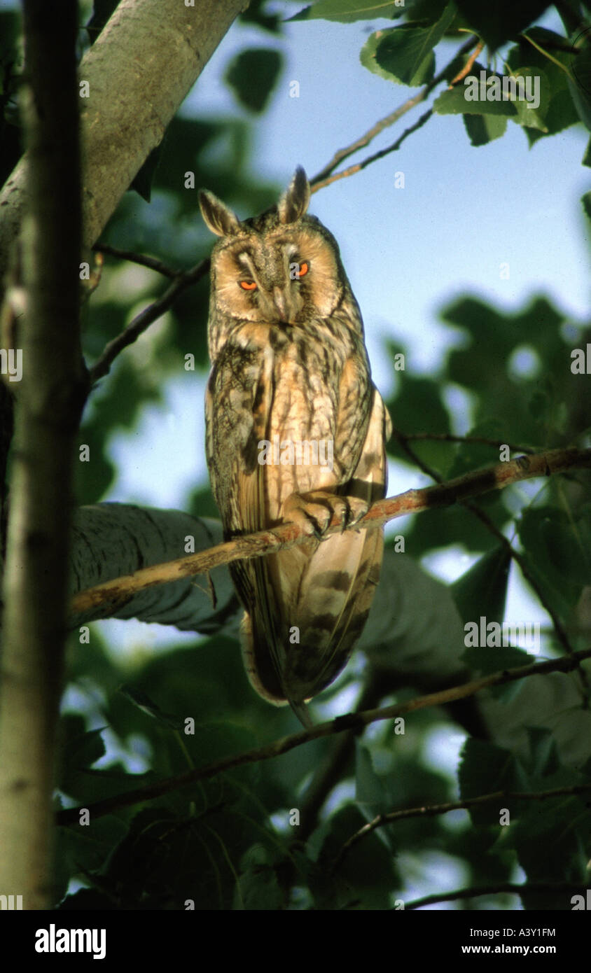 zoology / animals, avian / bird, Long-eared Owl, (Asio otus), sitting ...