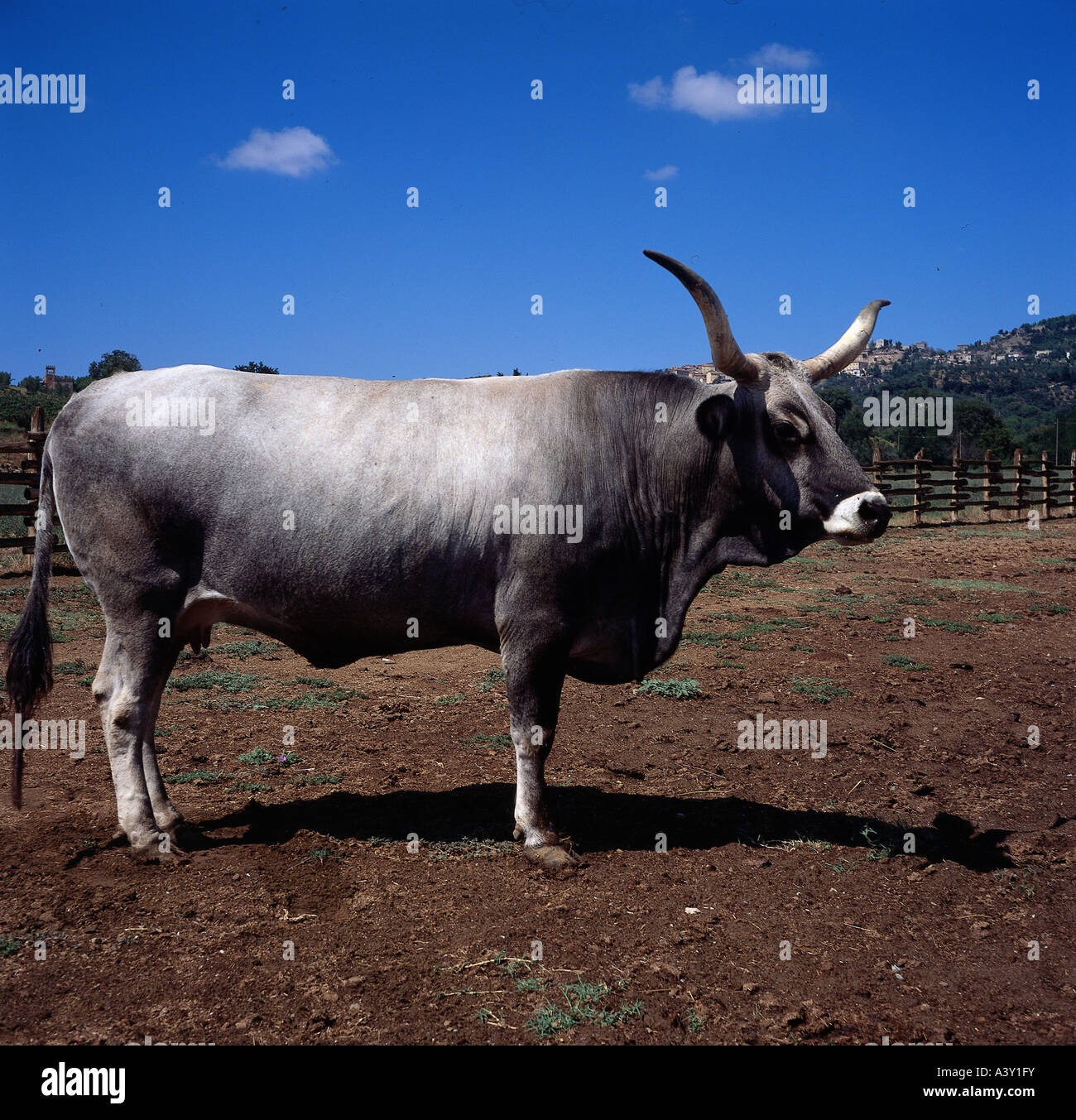 zoology / animals, mammal / mammalian, cattle, (Bos), domestic cattle ...