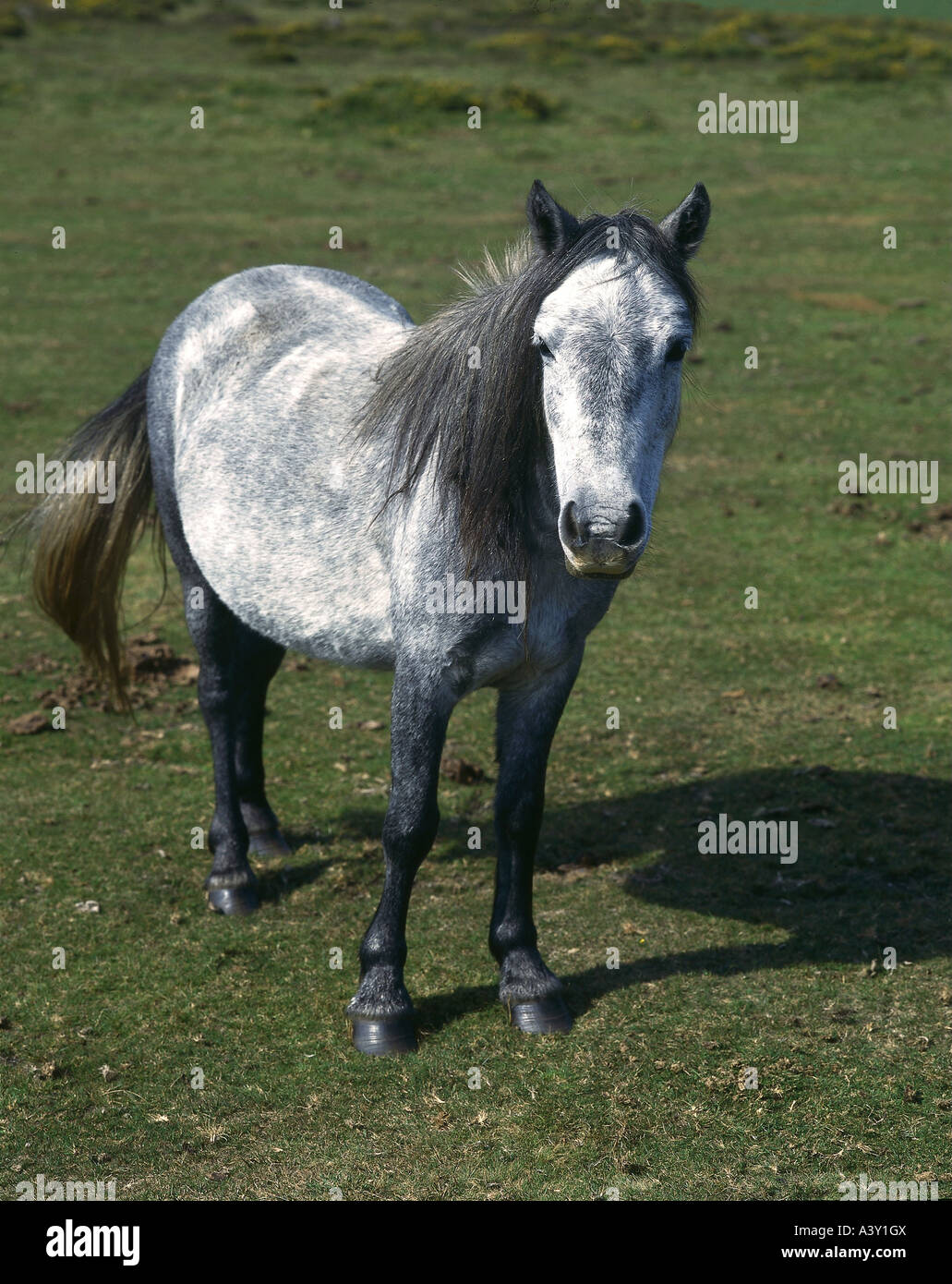 zoology / animals, mammal / mammalian, horses, (Equus), Wild horse ...