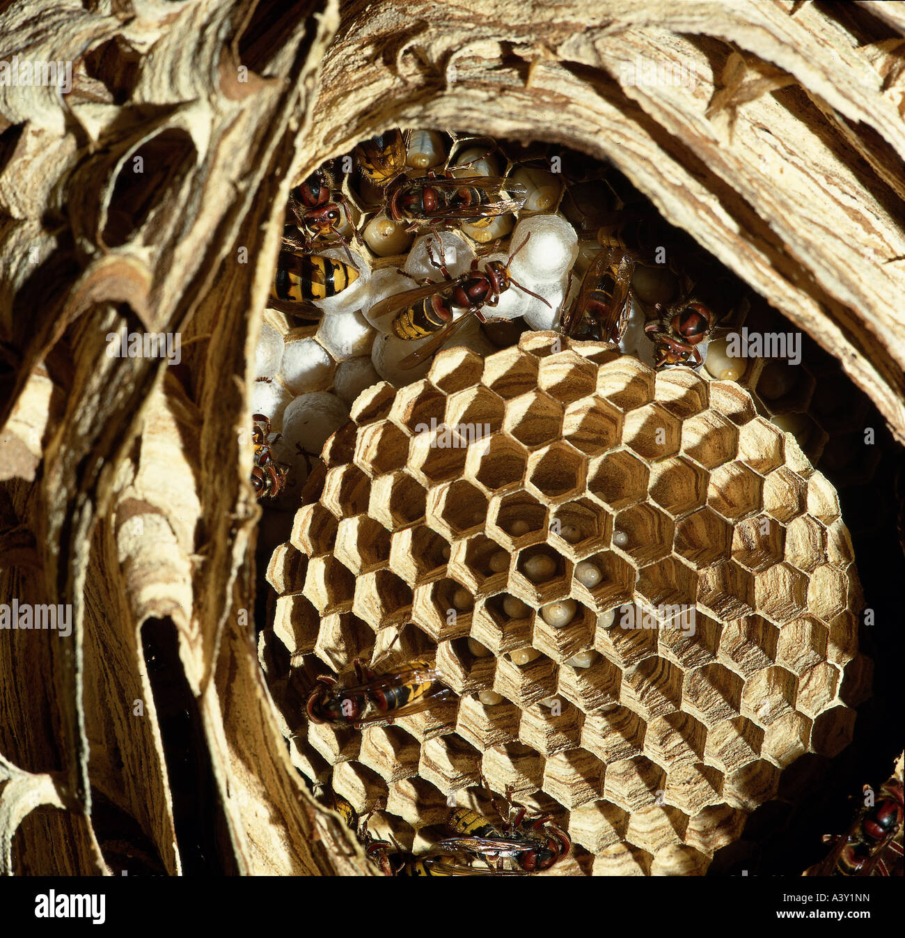 zoology / animals, insects, hornets, hornet construction, larva in nest ...