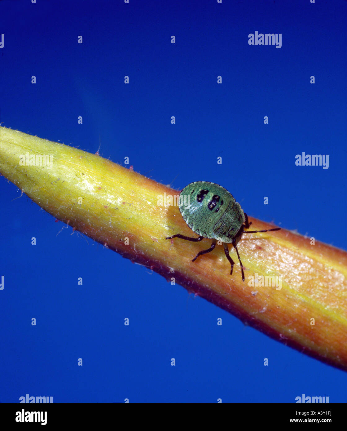 zoology / animals, insect, bugs, Green shieldbug, (Palomena prasina ...