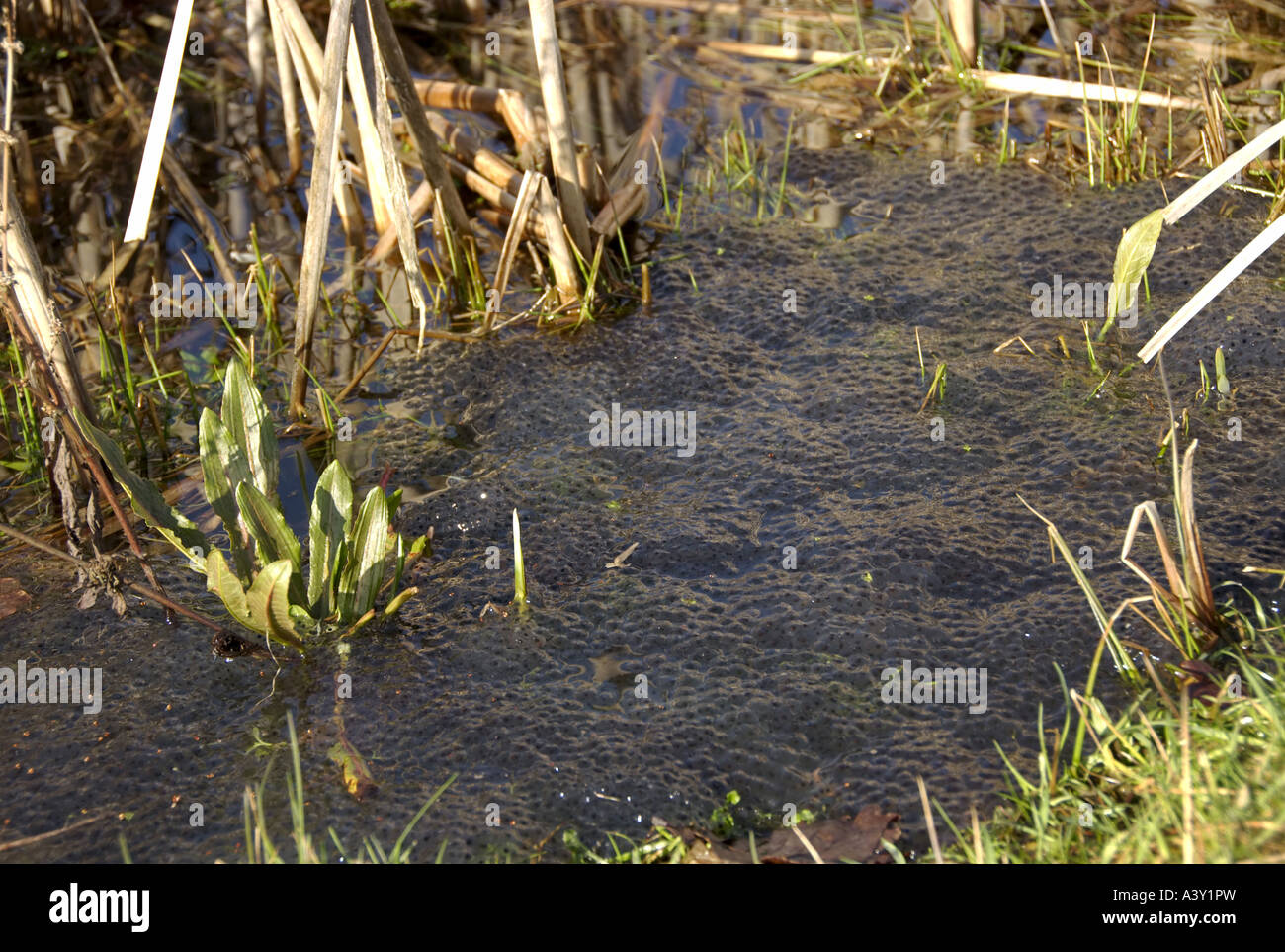 common frog, grass frog (Rana temporaria), spawn, Germany Stock Photo - Alamy