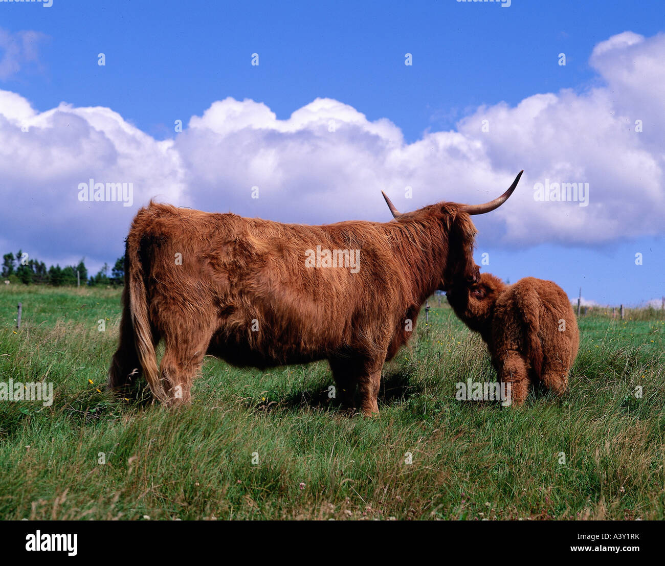 zoology / animals, mammal / mammalian, cattle, (Bos), domestic cattle ...