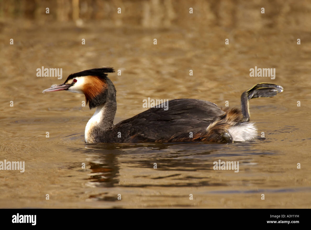 Grebe feet hi-res stock photography and images - Alamy