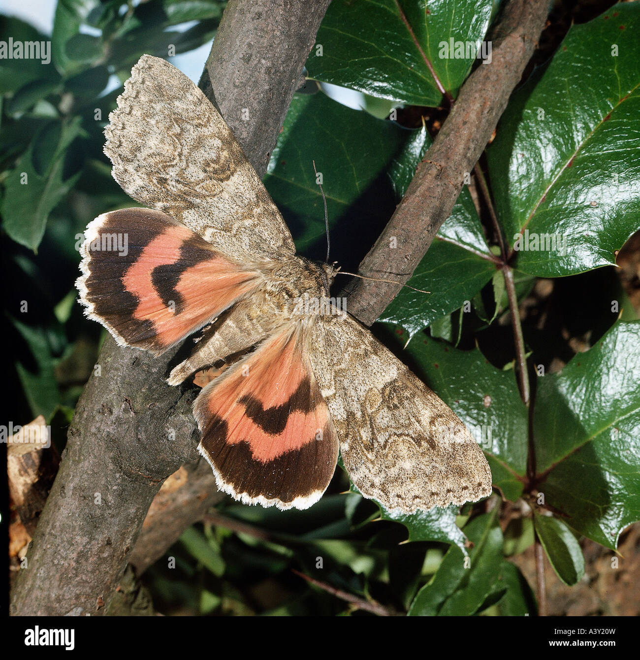Red underwing catocala nupta hi-res stock photography and images - Alamy