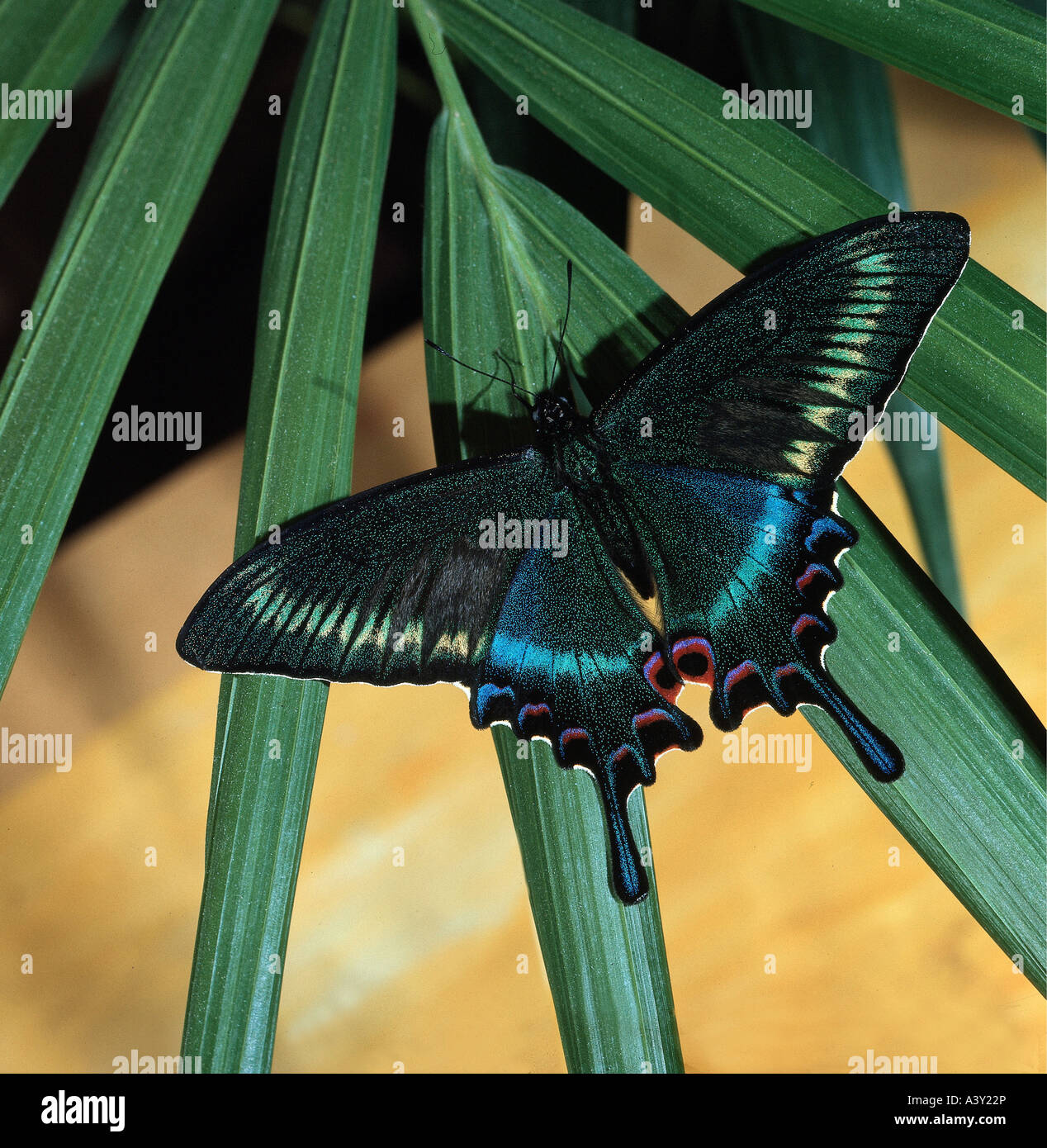 Maackii papilio hi-res stock photography and images - Alamy