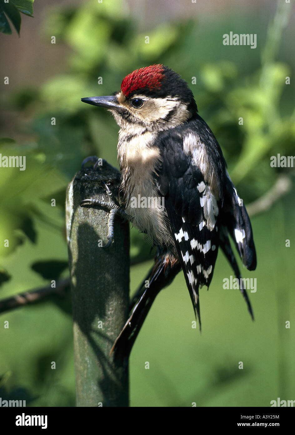 zoology / animals, avian / bird, Great spotted woodpecker, (Picoides ...