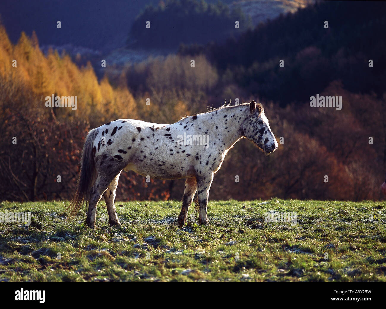 Knabstrupper hi-res stock photography and images - Alamy