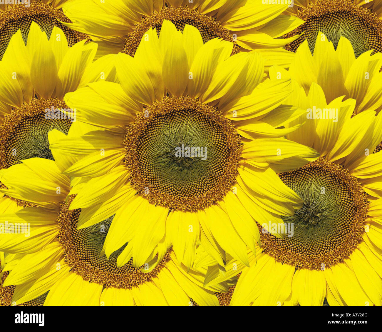 common sunflower (Helianthus annuus), blossoms Stock Photo - Alamy