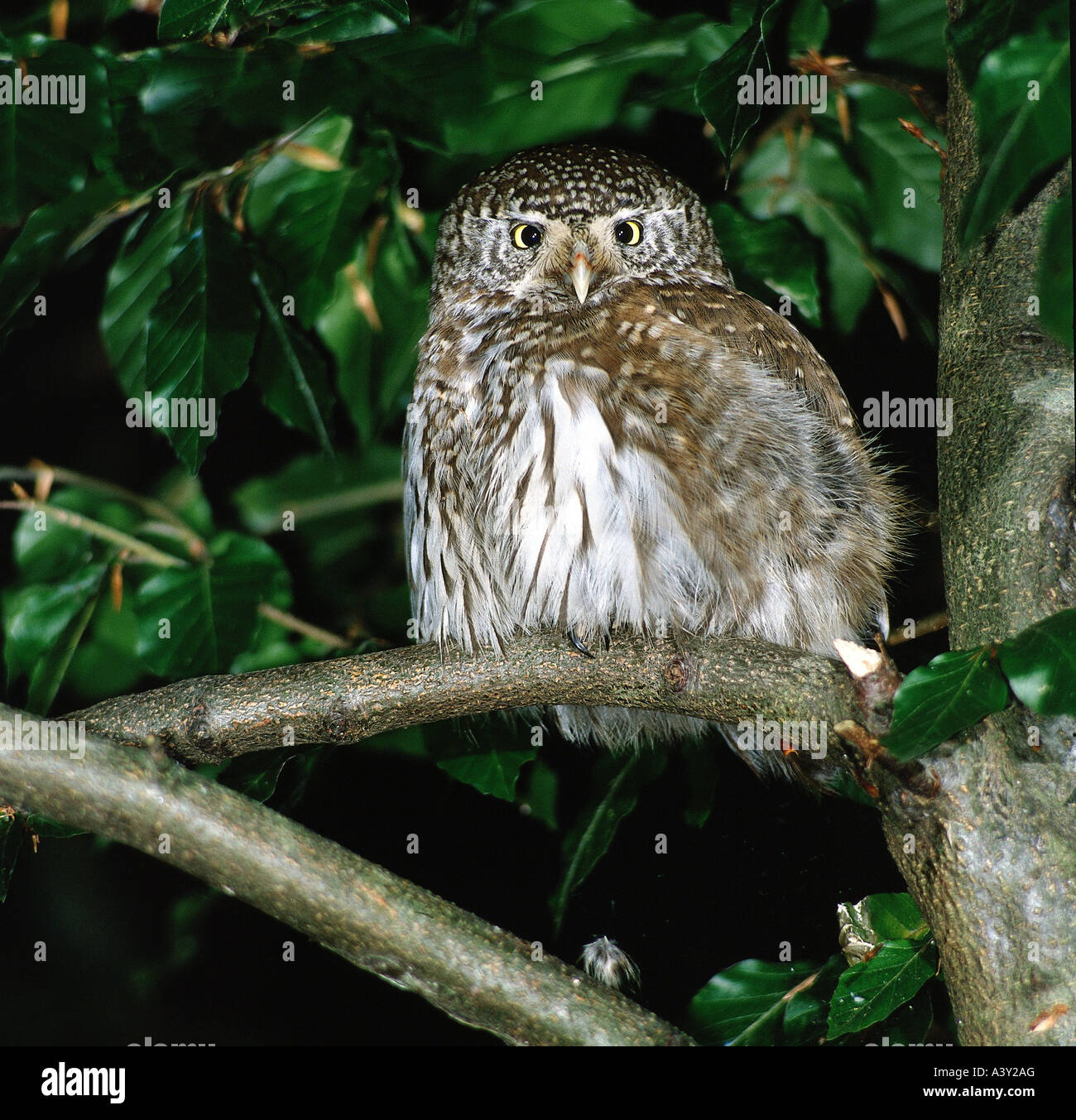 zoology / animals, avian / bird, Eurasia Pygmy Owl, (Glaucidium ...