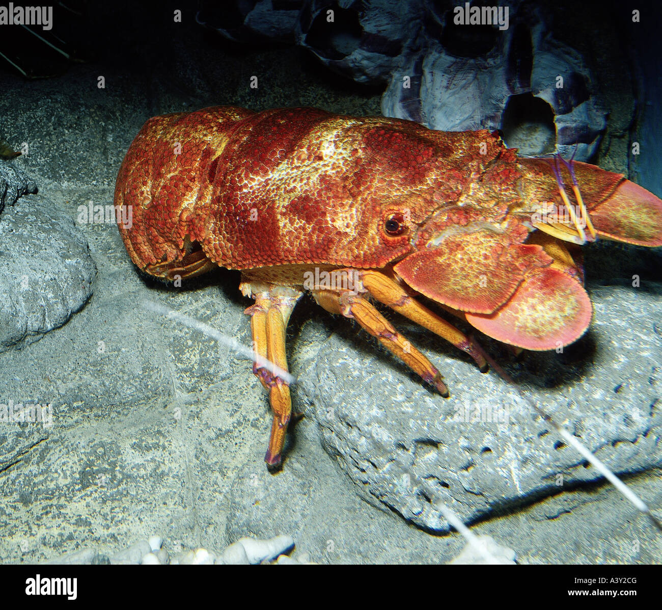 zoology / animals, shellfish / crustacean, clamkiller slipper lobster ...