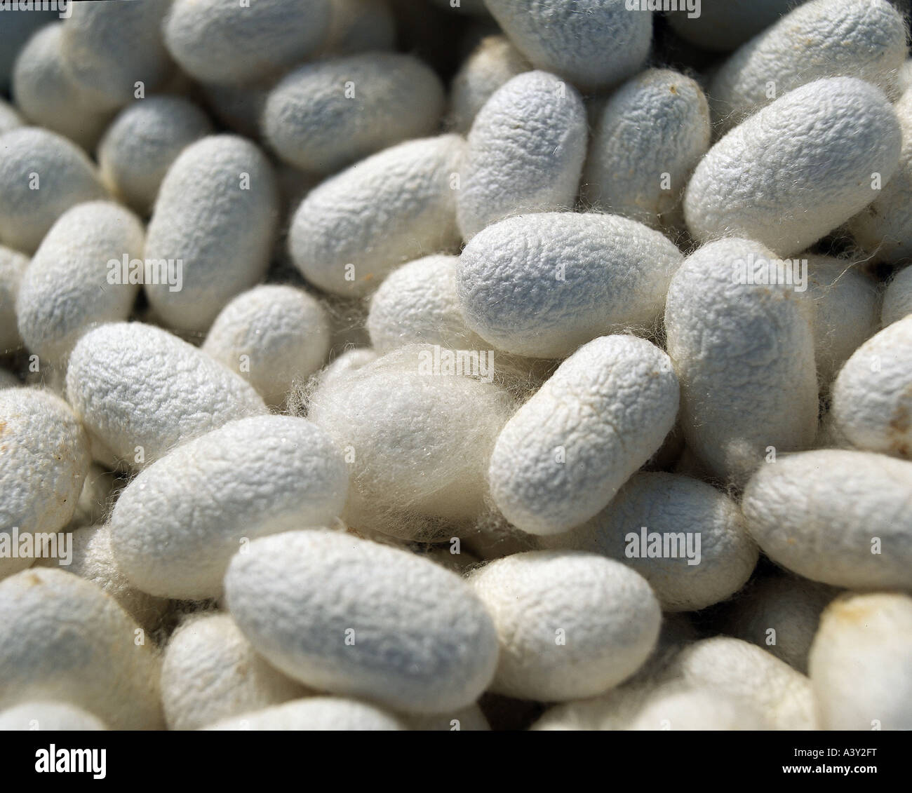 Silkworm Eggs High Resolution Stock Photography and Images - Alamy