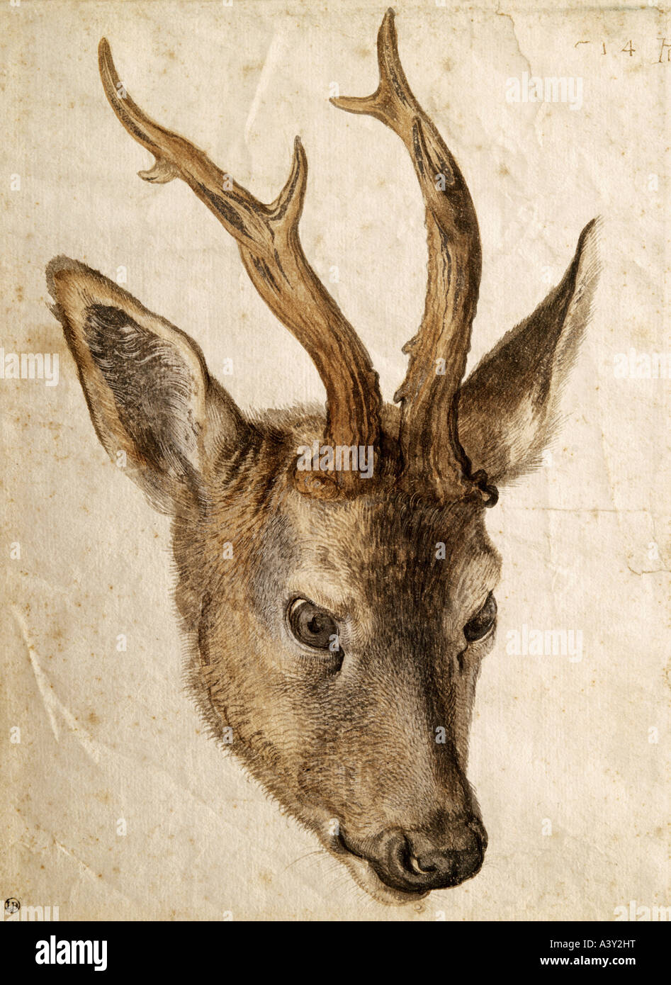Albrecht Durer Animals High Resolution Stock Photography and Images - Alamy