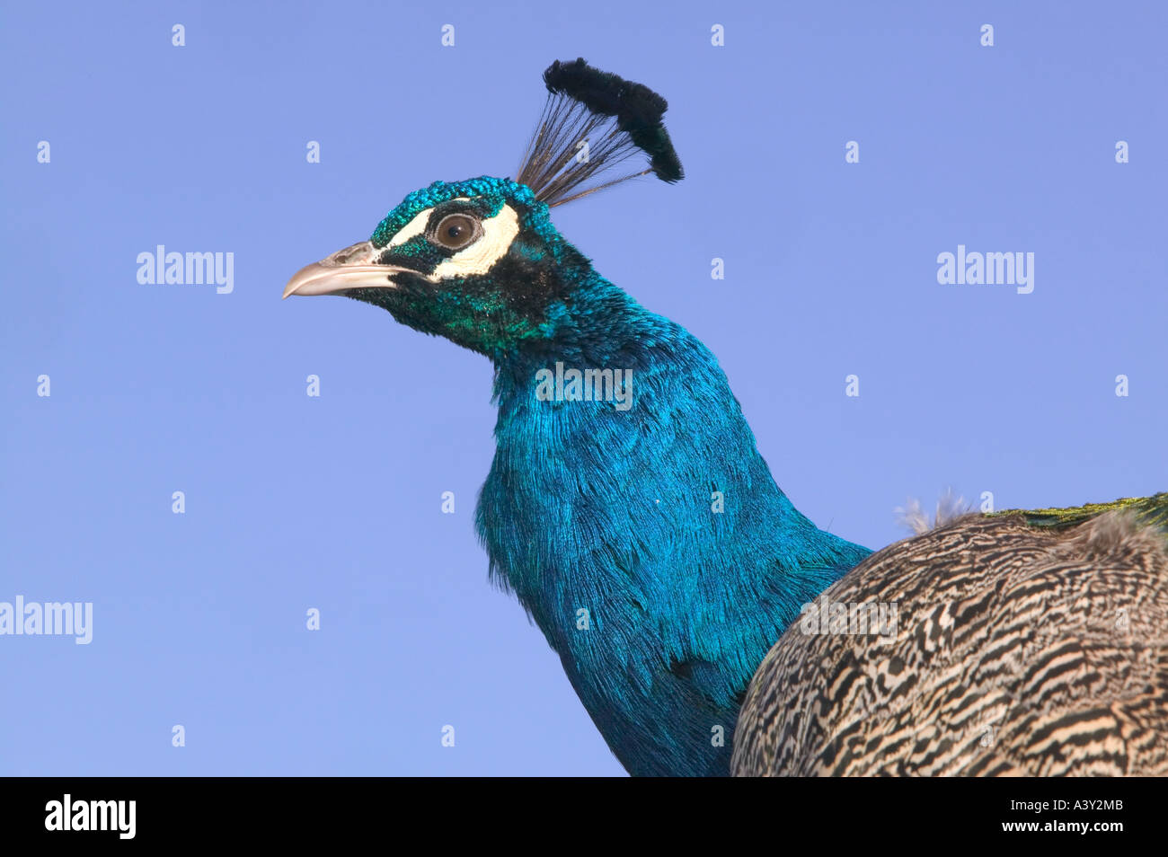 Peacock colourful eye spots hi-res stock photography and images - Alamy