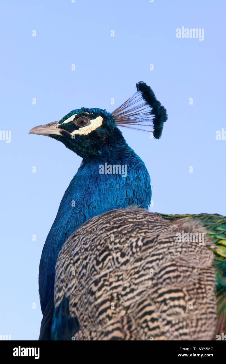 Peacock colourful eye spots hi-res stock photography and images - Alamy