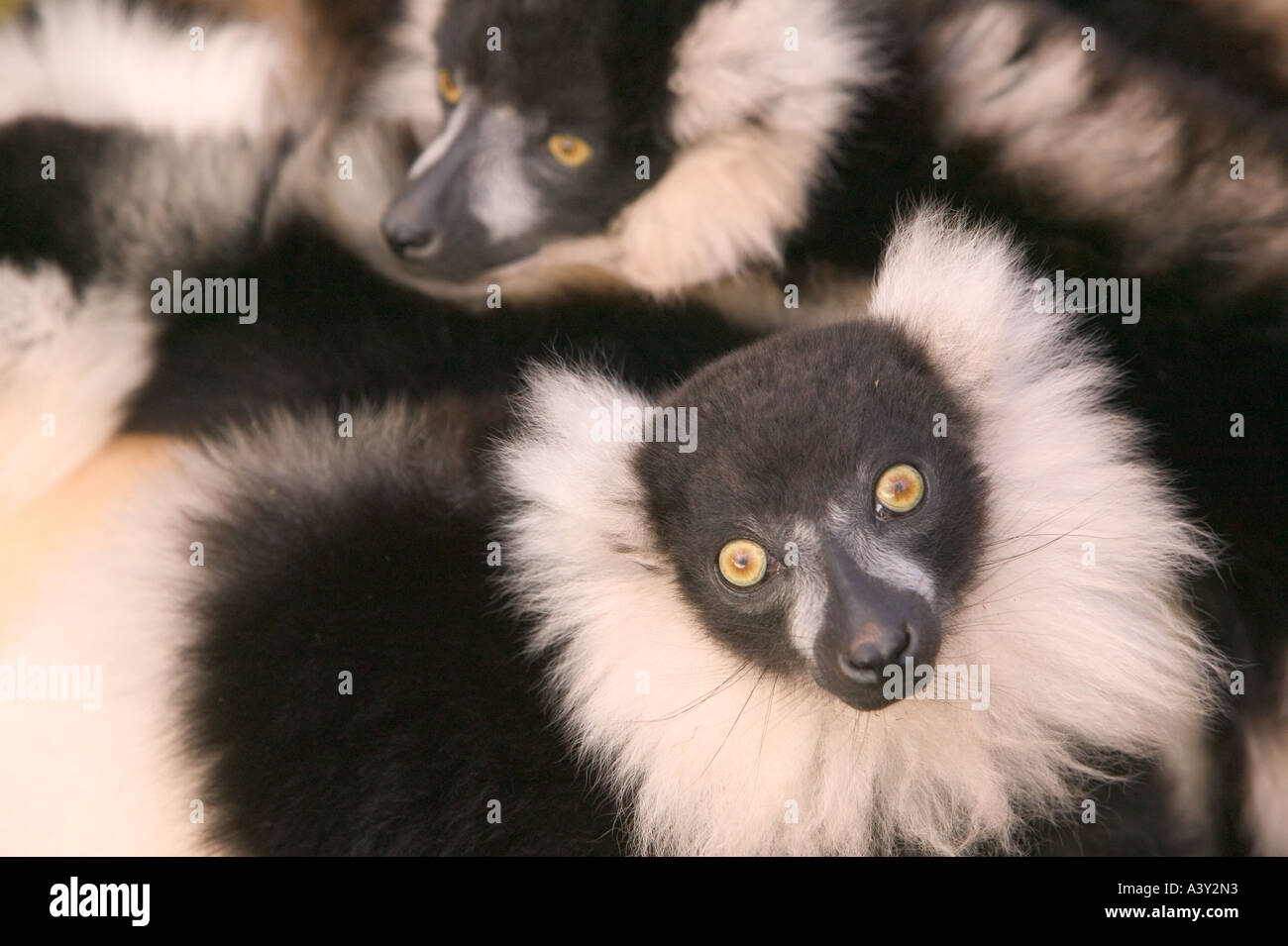 a family group of Black and White Ruffed Lemurs huddling together for ...