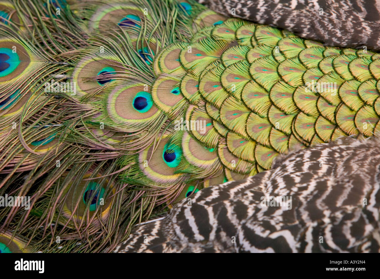 Peacock colourful eye spots hi-res stock photography and images - Alamy