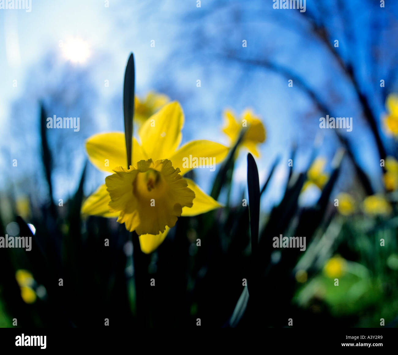 Typical flower for easter hi-res stock photography and images - Alamy