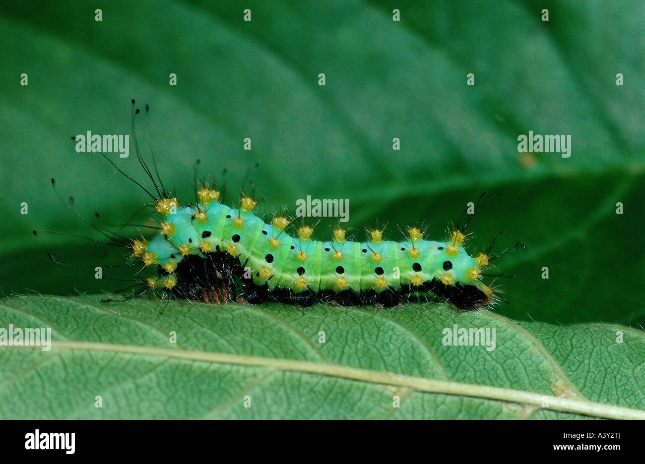 Giant peacock moth caterpillar hi-res stock photography and images - Alamy