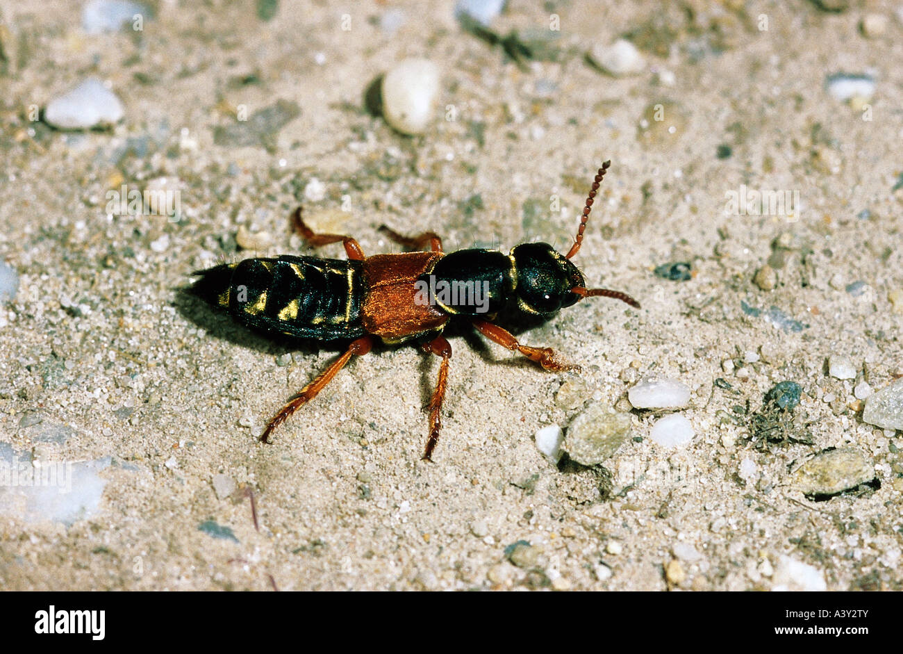zoology / animals, insect, beetles, Staphylinus caesareus, on stone ...