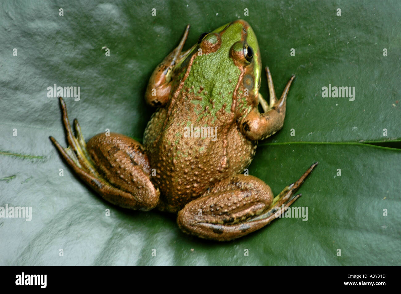Scaly frog hi-res stock photography and images - Alamy