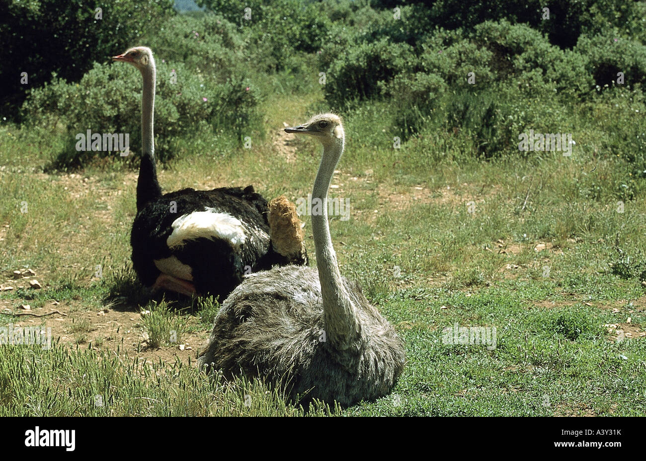 zoology / animals, avian / birds, Ostrich, (Struthio camelus), Northern ...