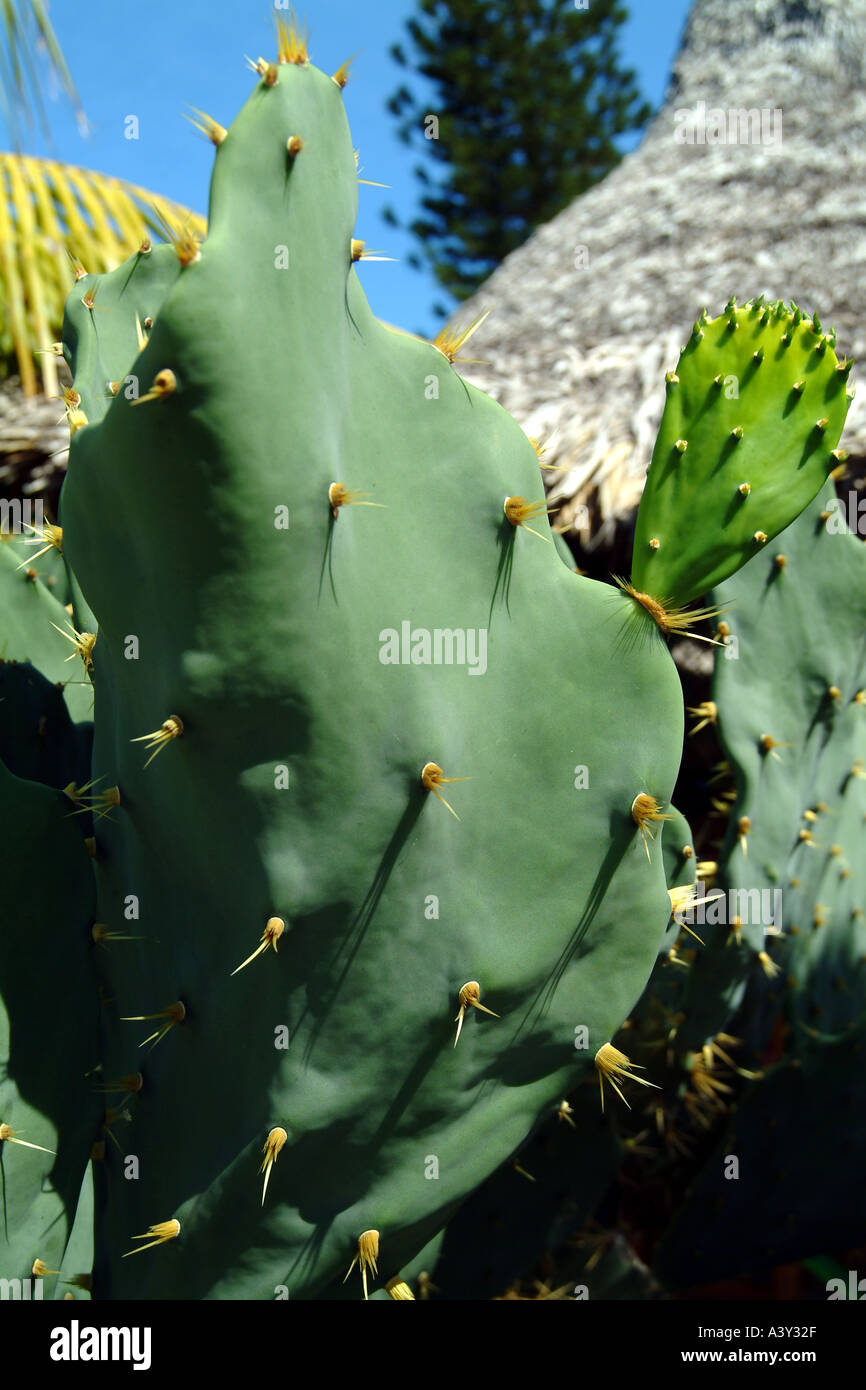 Cuban cactus hi-res stock photography and images - Alamy