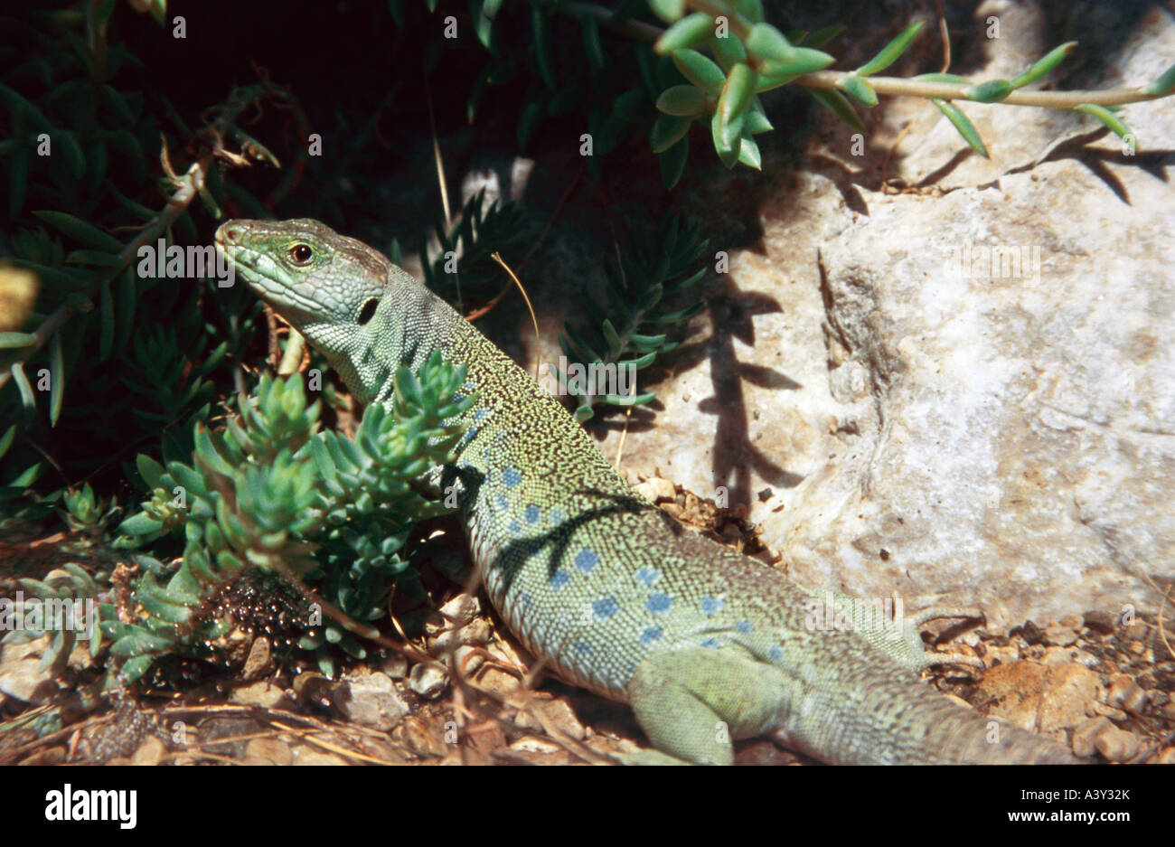 zoology / animals, reptiles, lizards, Ocellated Lizard, (Timon lepida ...