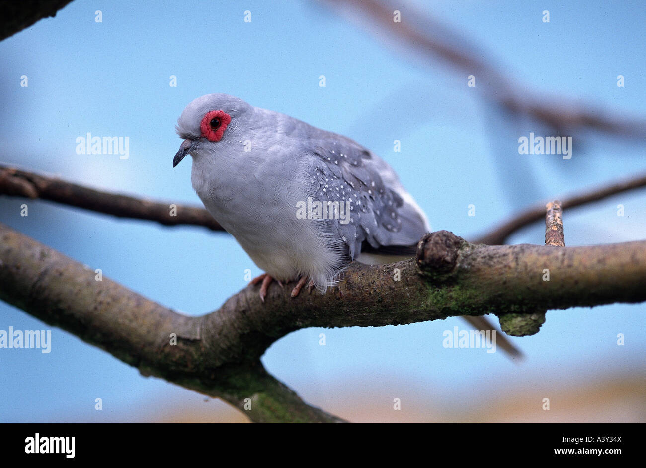 zoology / animals, avian / birds, doves, Diamond dove, (Stictopeleia ...