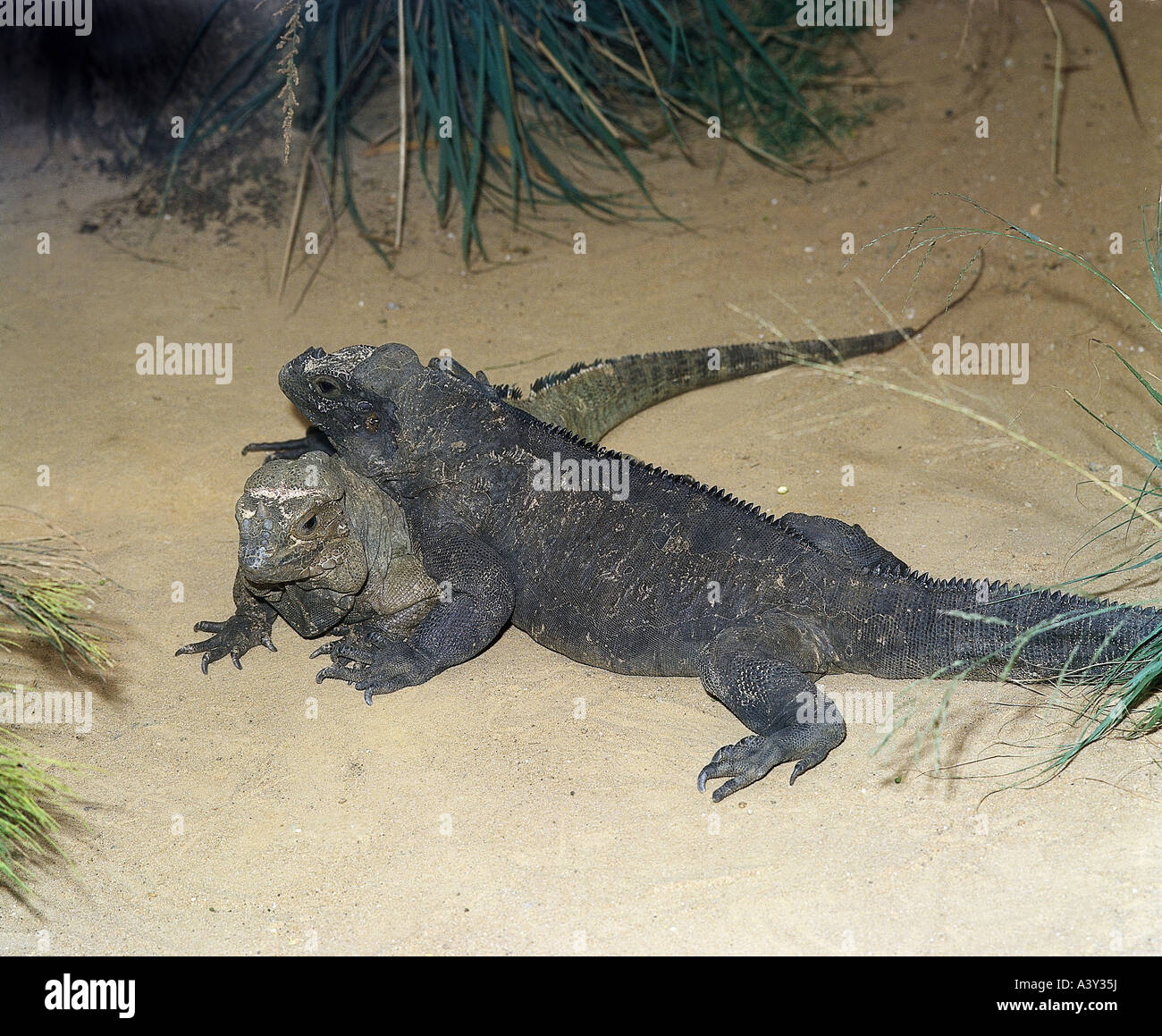 zoology / animals, reptiles, Iguana, Mona Ground Iguana, (Cyclura ...