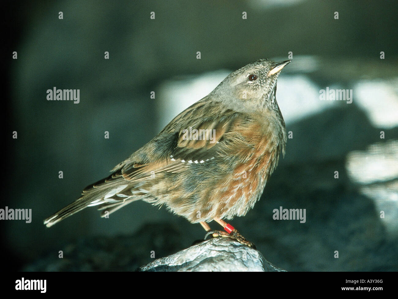 zoology / animals, avian / birds, Alpine Accentor, (Prunella collaris ...