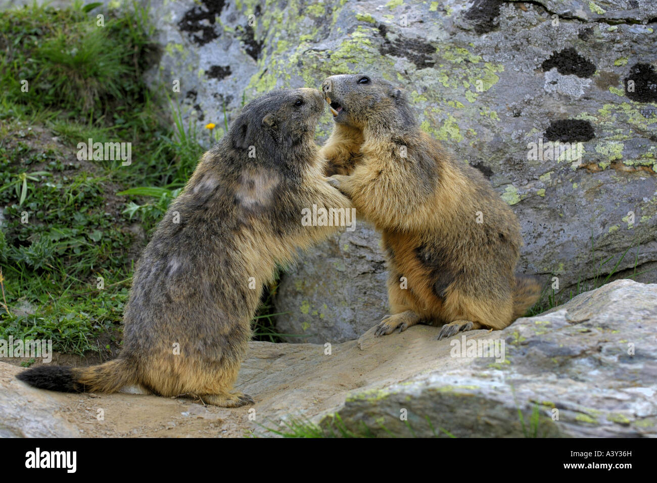 alpine marmot (Marmota marmota), quarreling, Switzerland Stock Photo ...