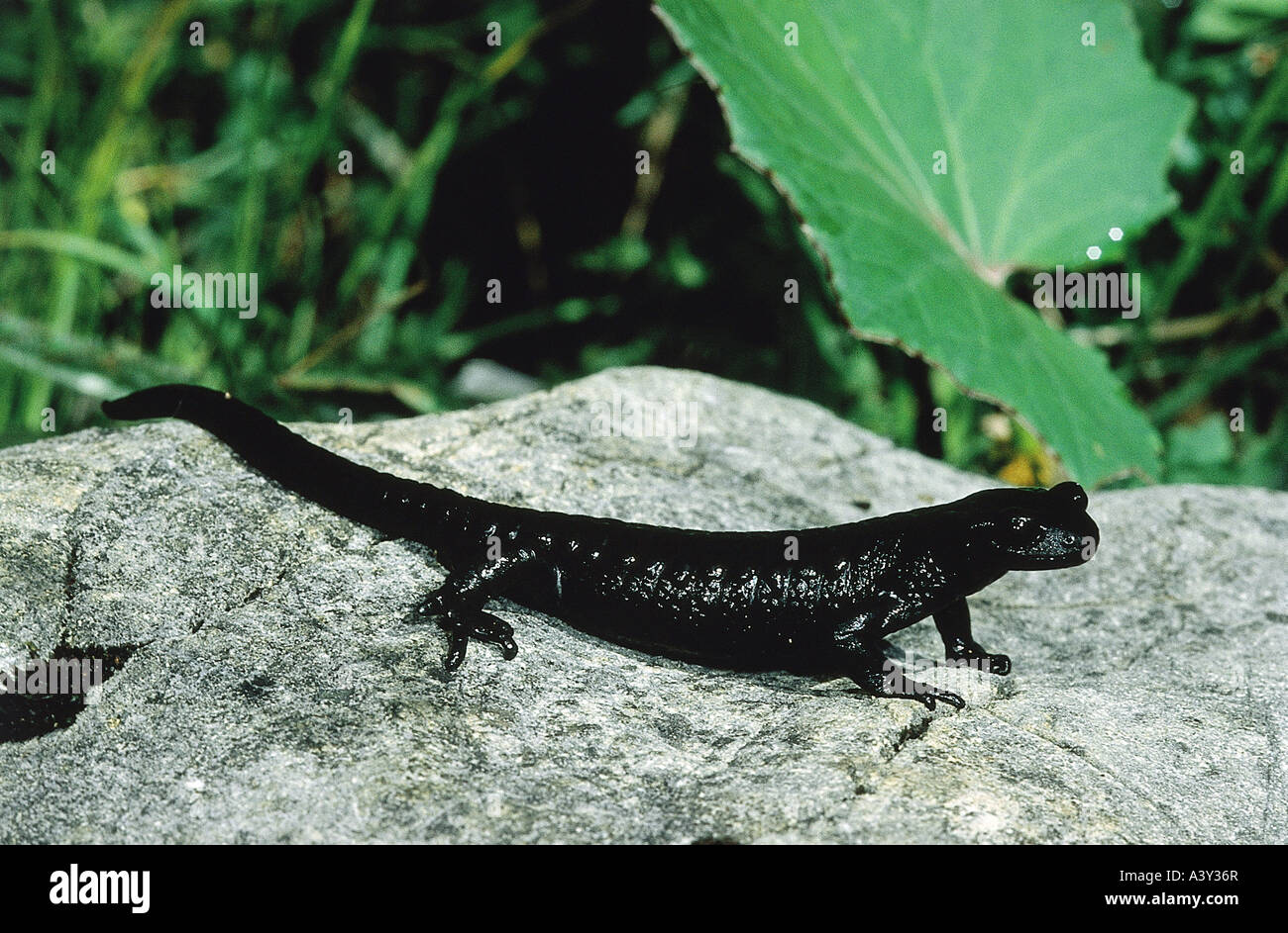 Alpine salamander salamandra atra hi-res stock photography and images ...