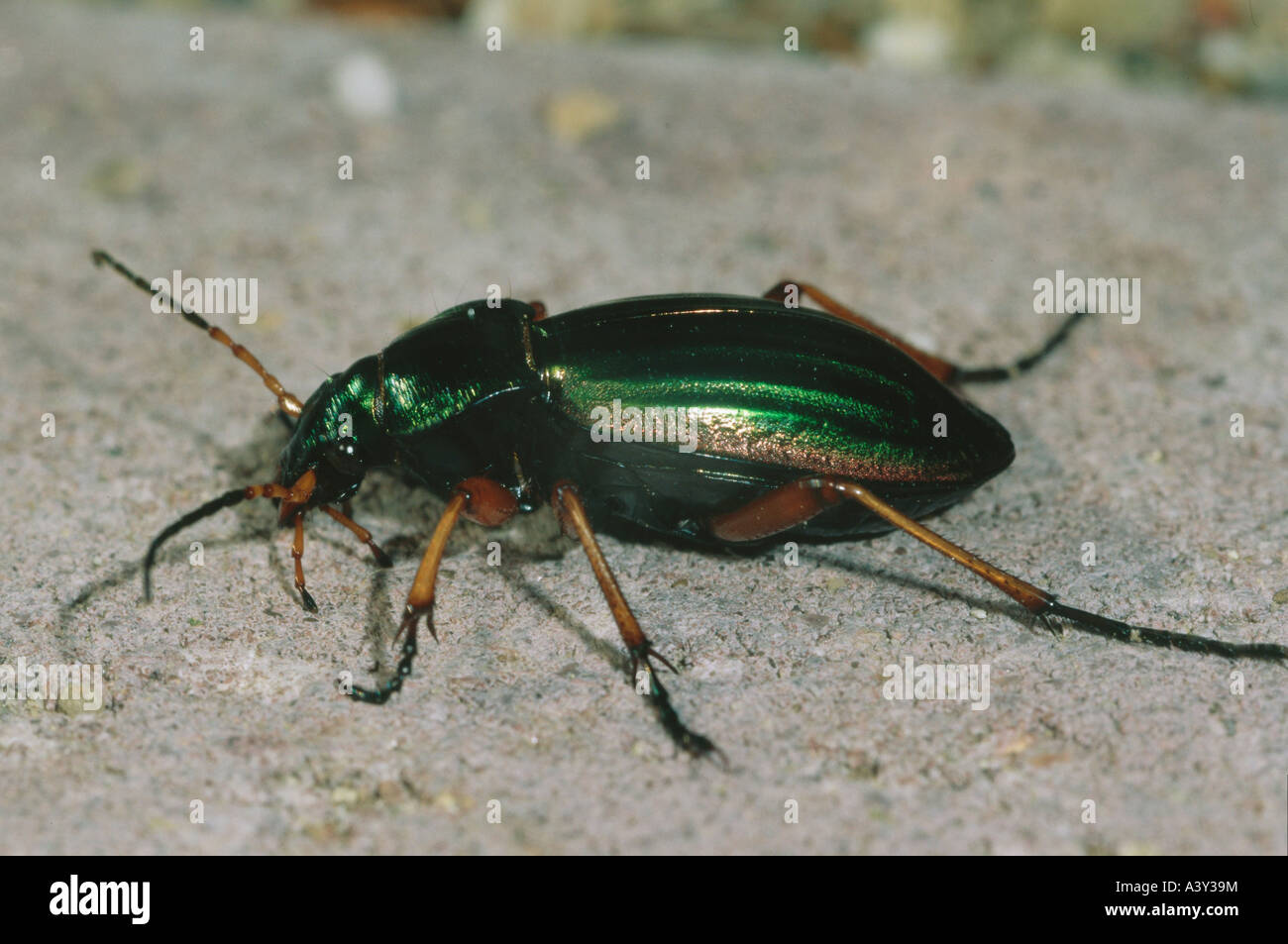 zoology / animals, insect, beetles, Golden Green Beetle, (Carabus ...
