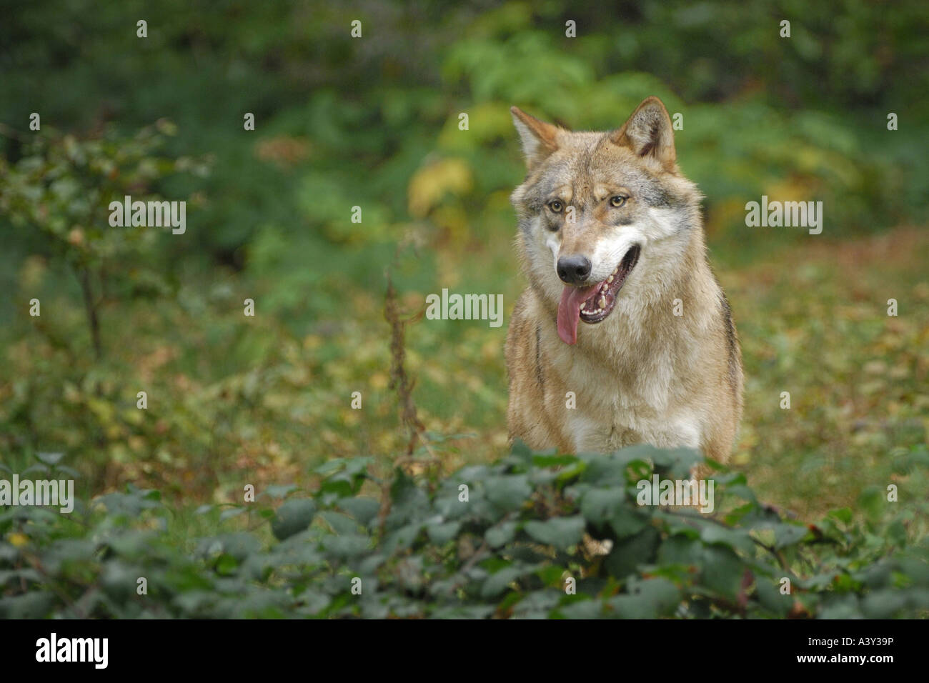 European gray wolf (Canis lupus lupus), panting Stock Photo - Alamy