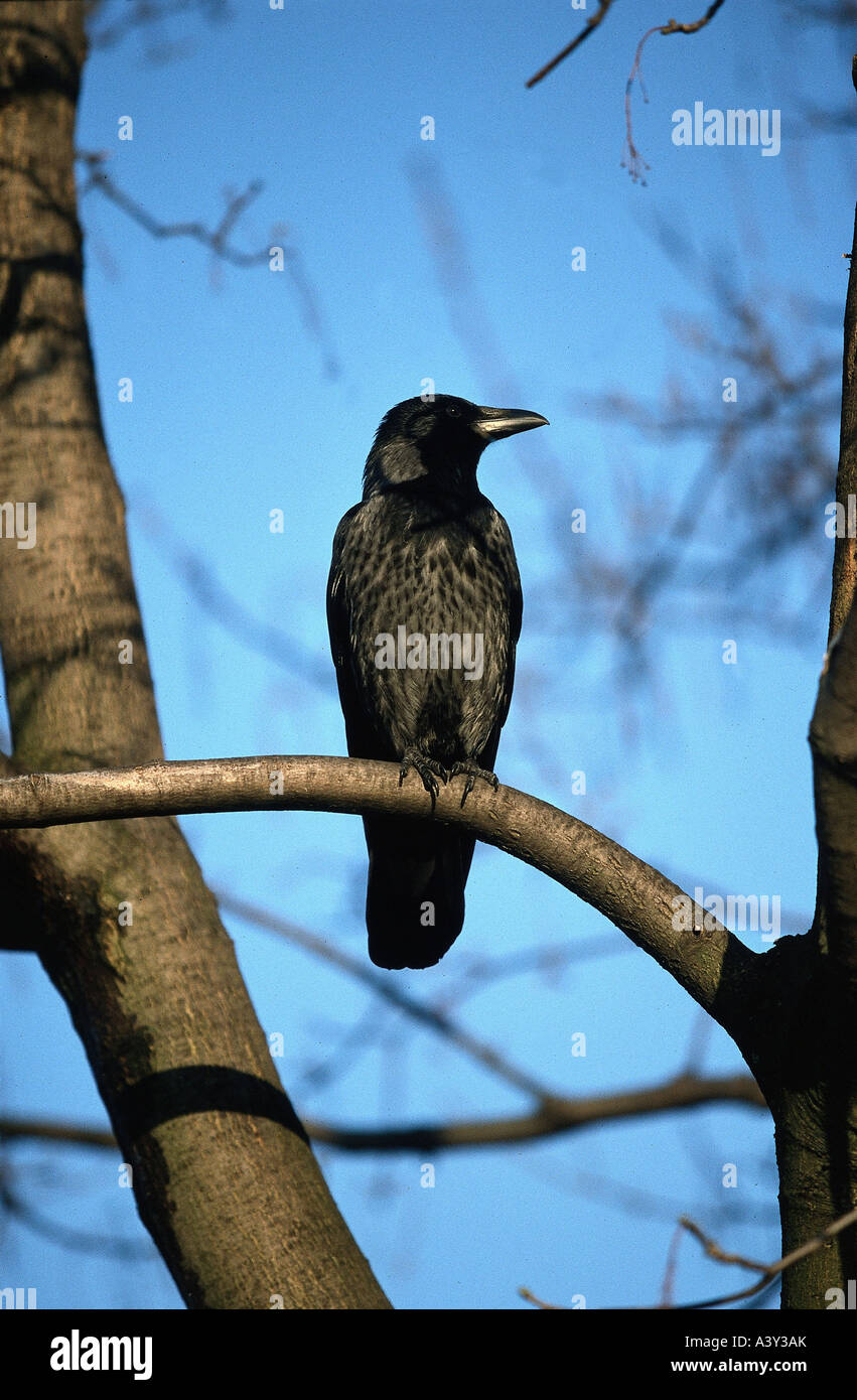 zoology / animals, avian / birds, Carrion Crow, (Corvus corone), Common ...